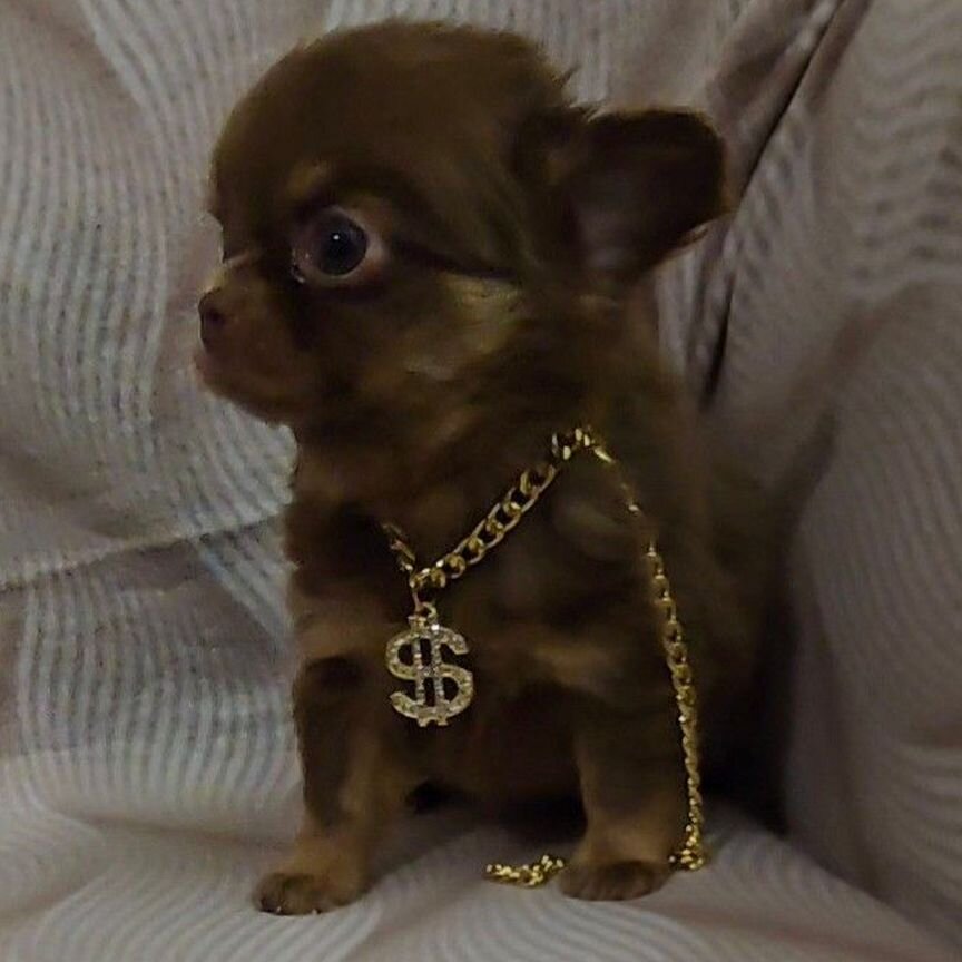 Чихуахуа, щенок