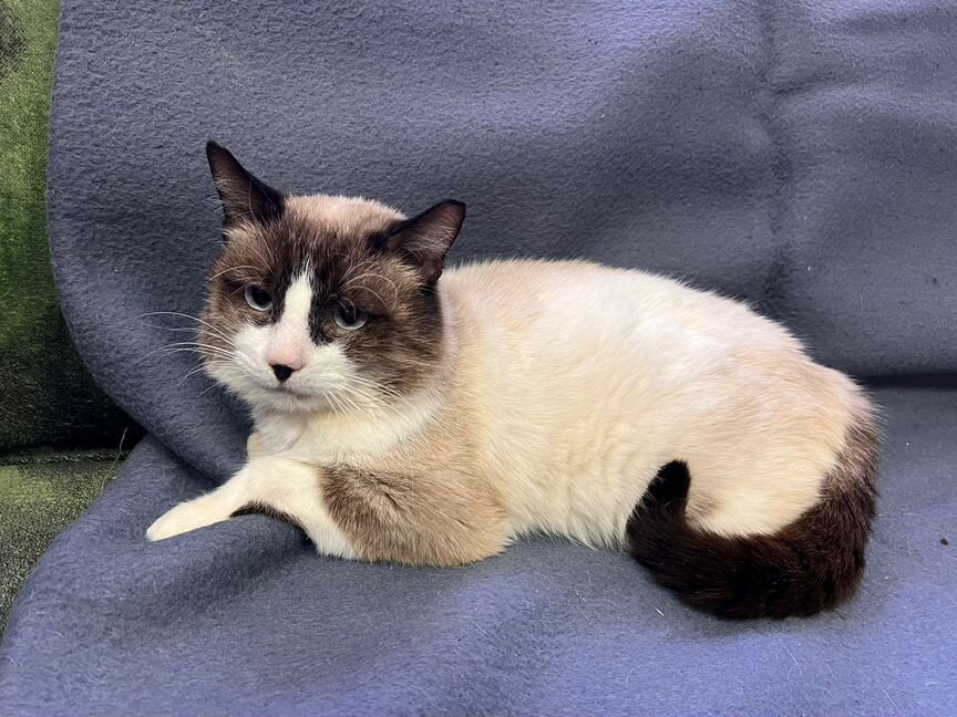 Котик ищет дом