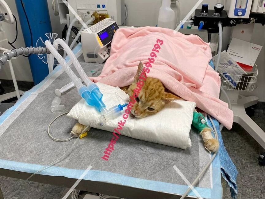 У Лаки была остановка сердца