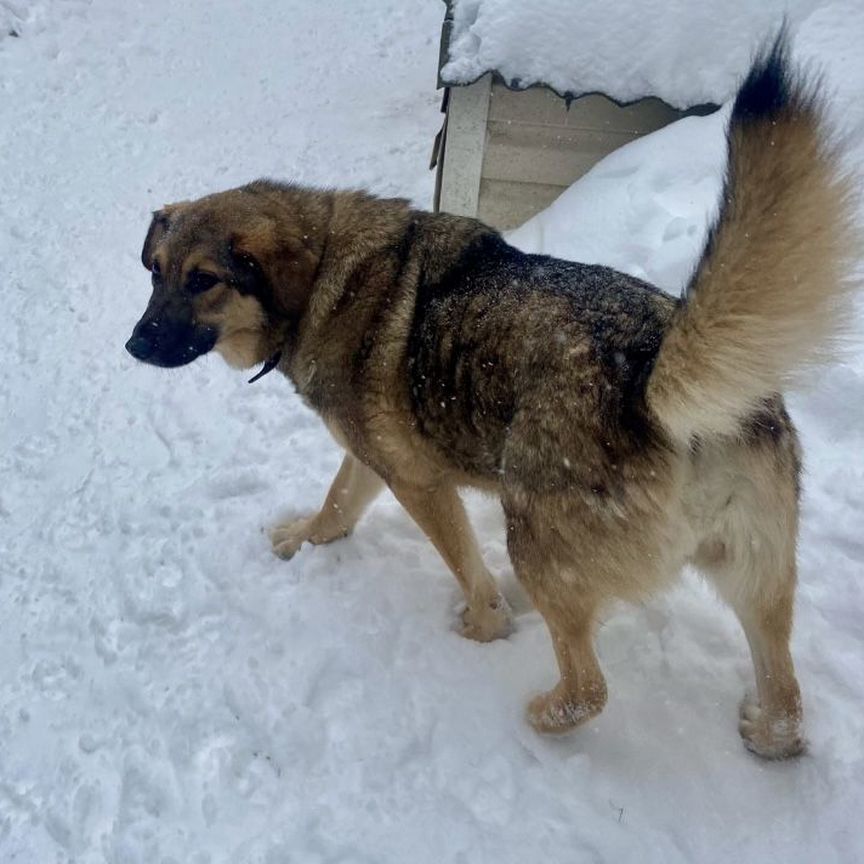 Собака в добрые руки