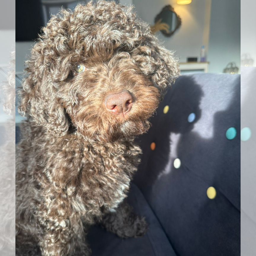 Щенок Испанская водяная собака мальчик