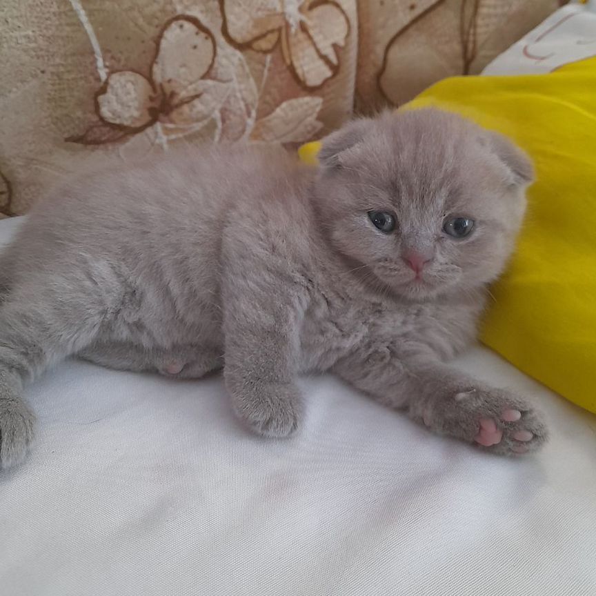 Шотландские вислоухие