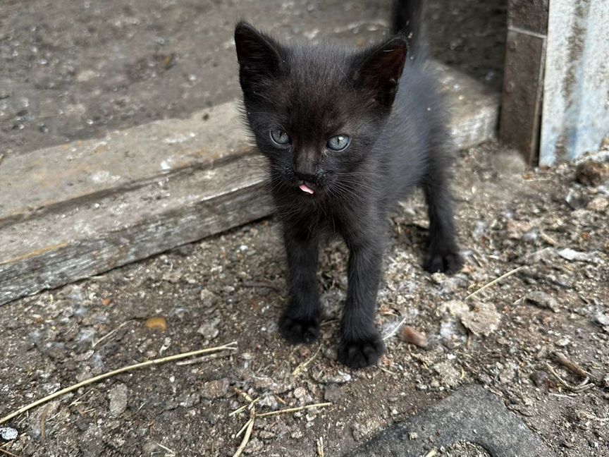 Отдам в добрые руки котят 4 мальчика и 2 девочки