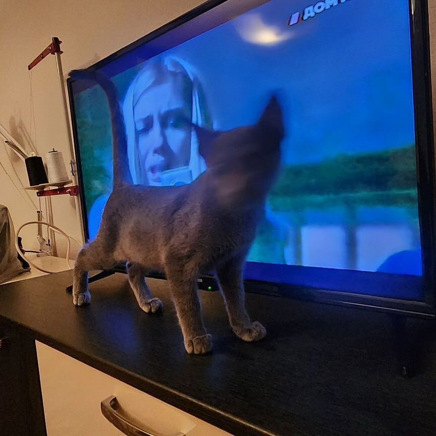 Кот Арентау