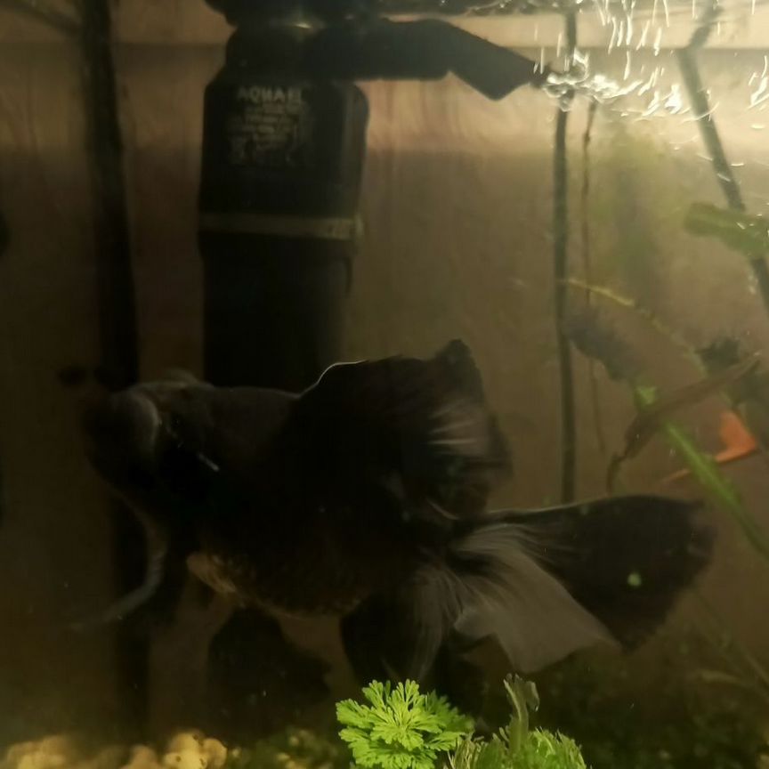 Телескоп черный вуалевый