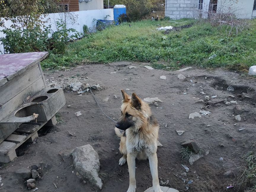 Собаки