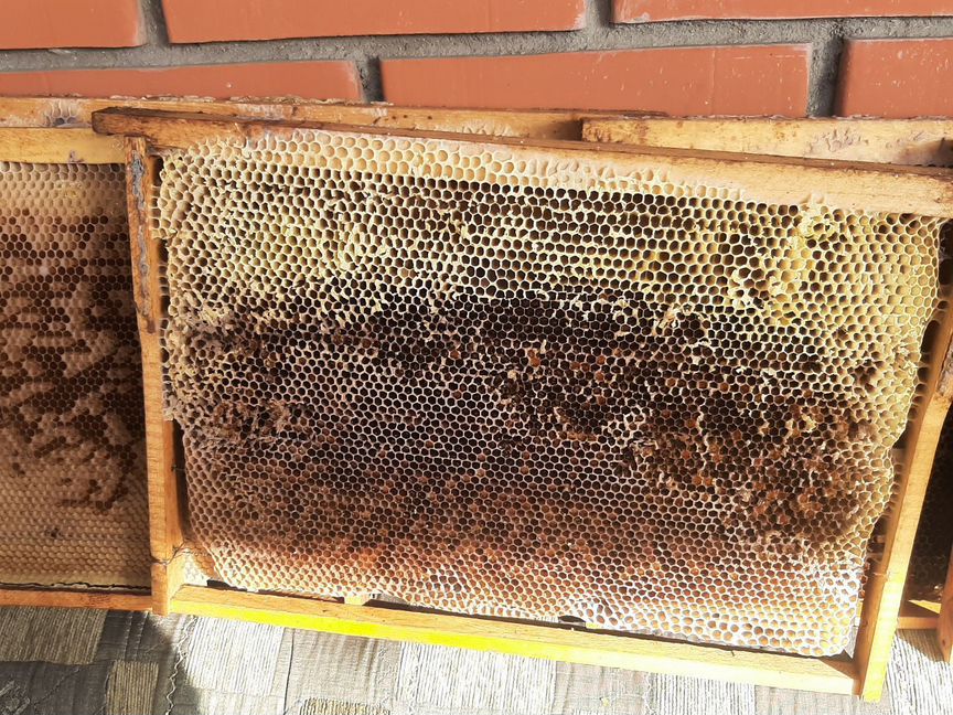 Рамки с сушью на 300, рамки б/у