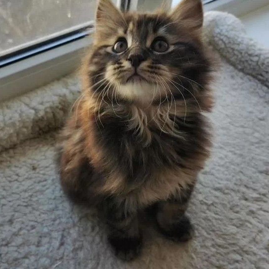 Курильский бобтейл длинношёрстный котёнок