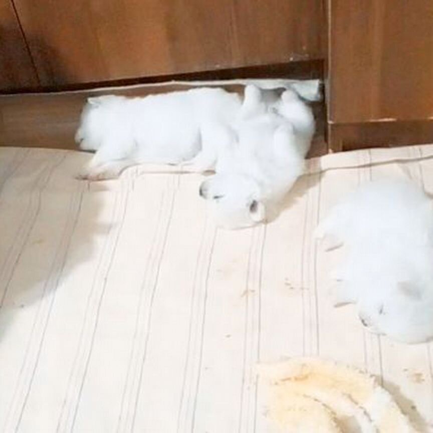 Собачатки шпицы