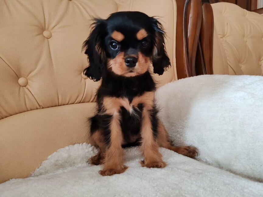 Кавалер кинг чарльз спаниель