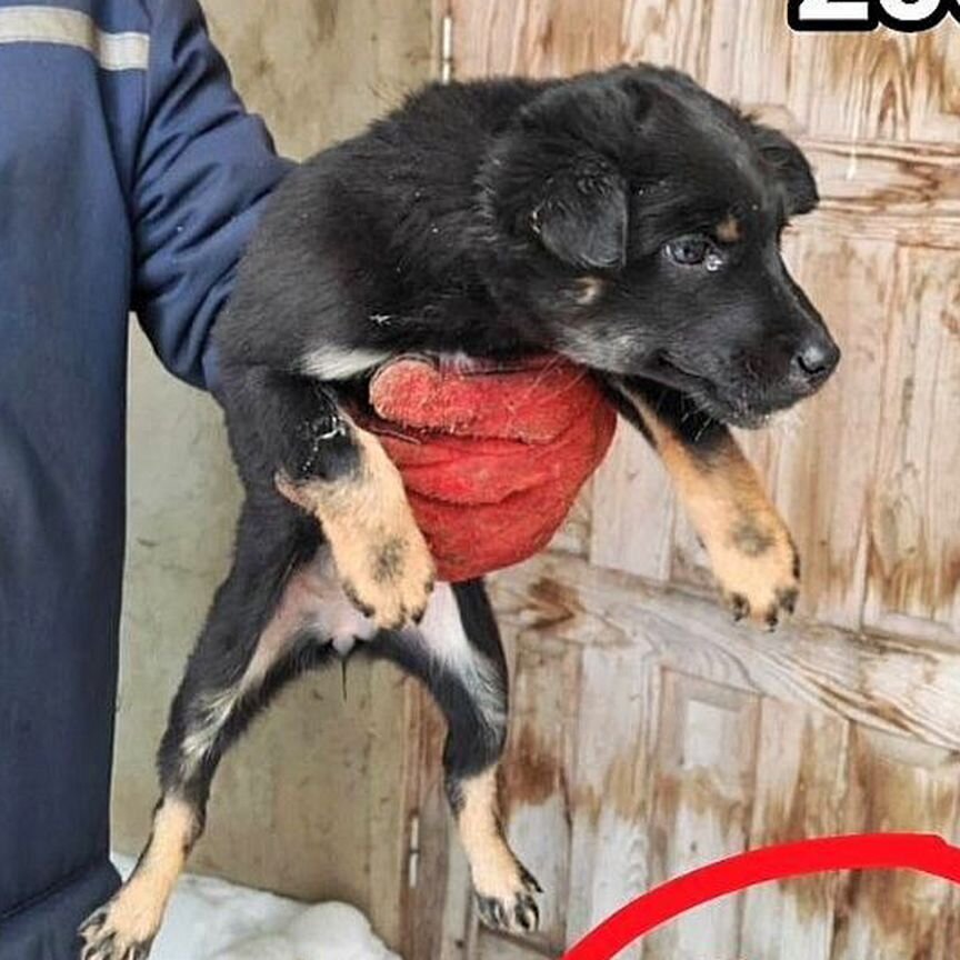 Щенок в добрые руки