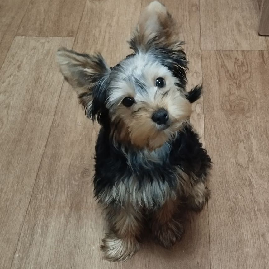 Йоркширский терьер, щенок