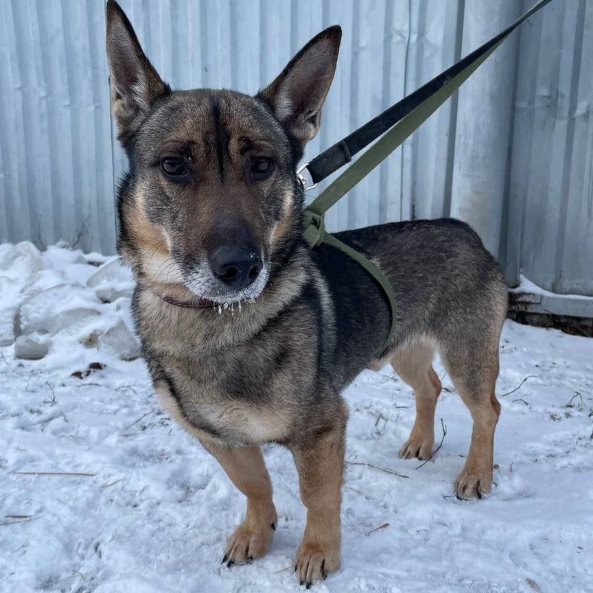 Взрослый пёс в добрые руки