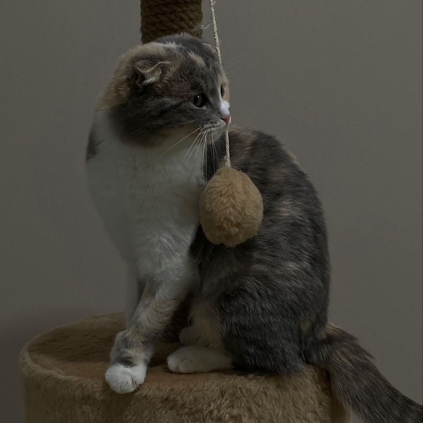 Котенок девочка вислоухая