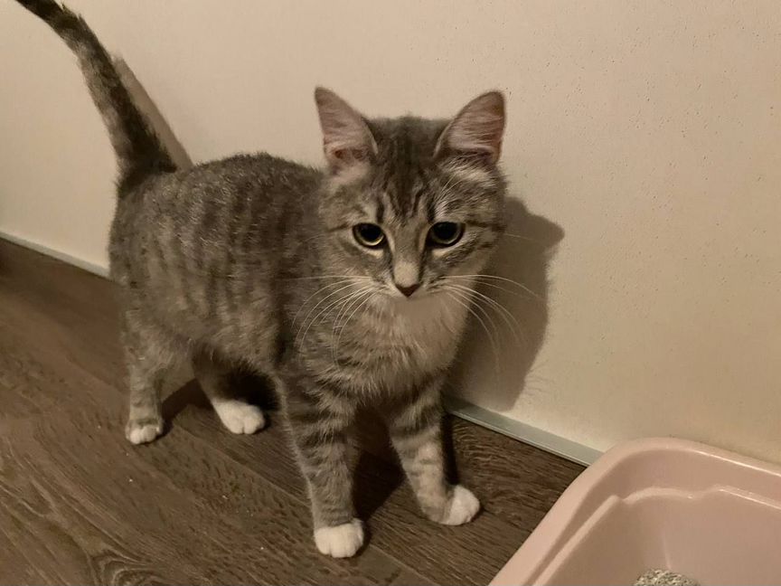 Кошечка в добрые руки