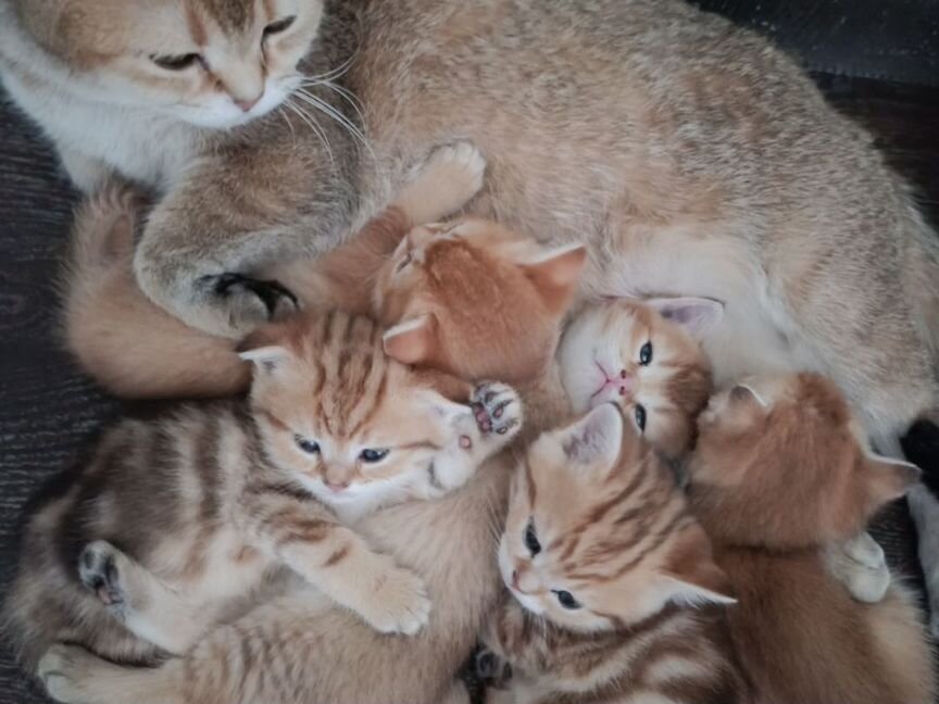 Шотландские котята