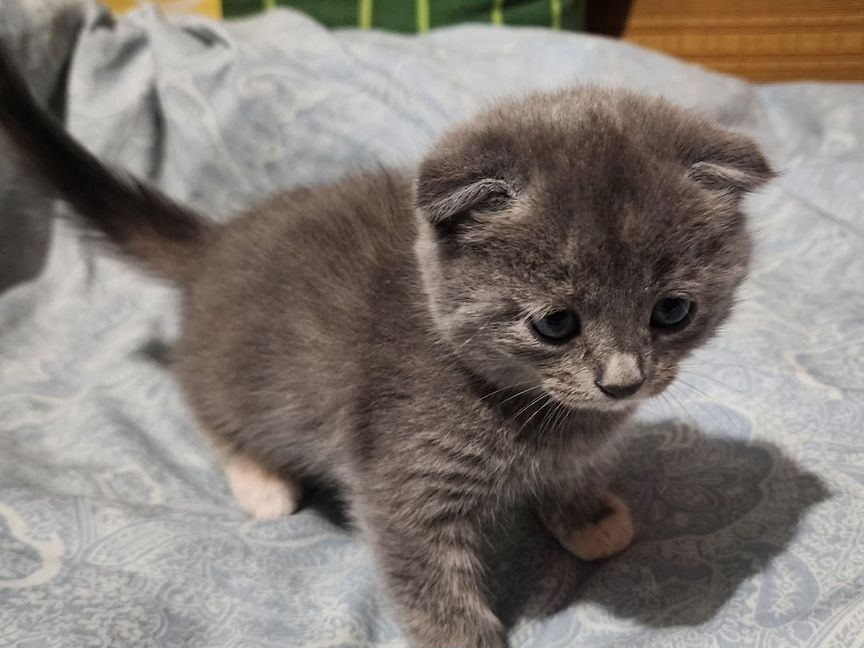 Кошки