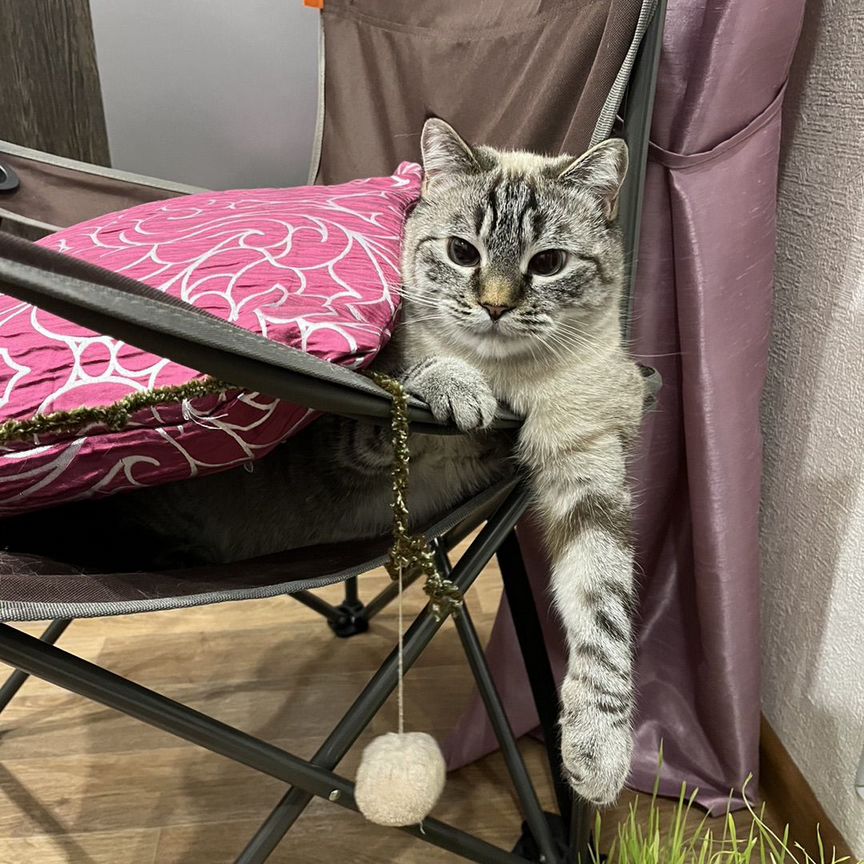 Тайский кот