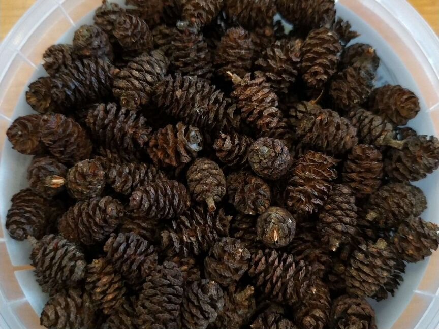Шишки ольхи для аквариумов