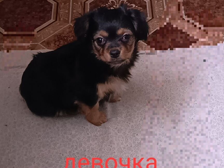 Собака
