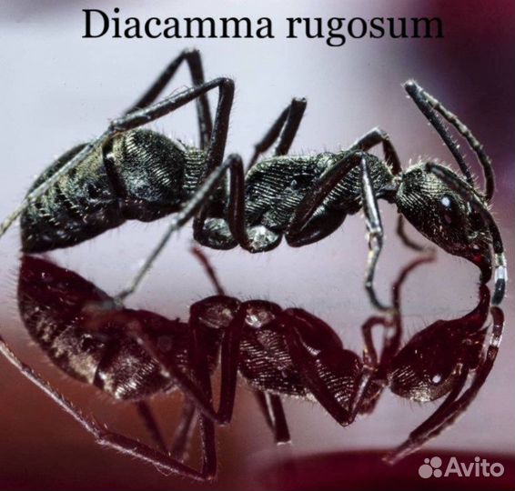 Diacamma rugosum Pheidole yeensis H. Venator