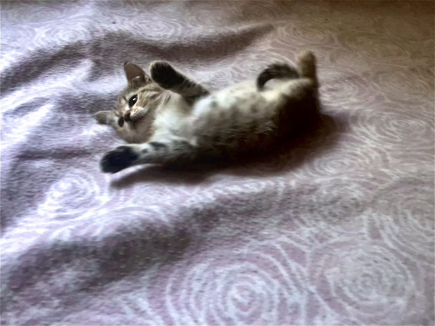Котятки