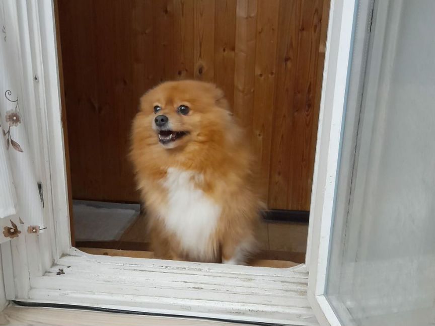 Шпиц девочка