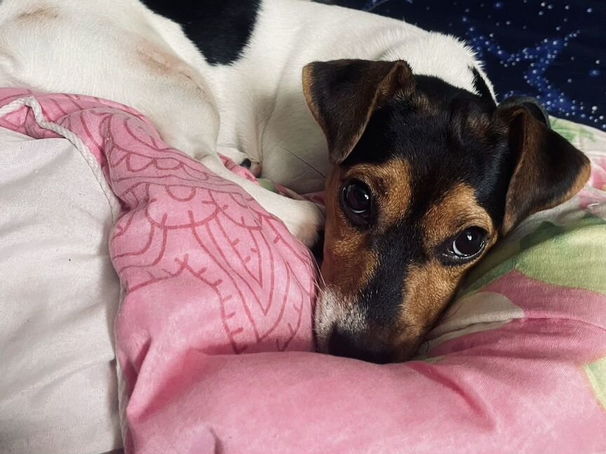 Джек Рассел терьер