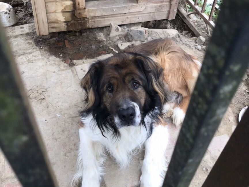 Московская сторожевая породистая