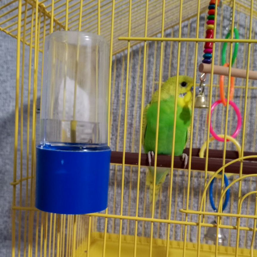 Волнистый попугай ручной