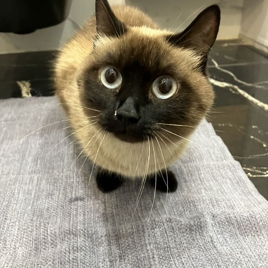 Сиамская кошка