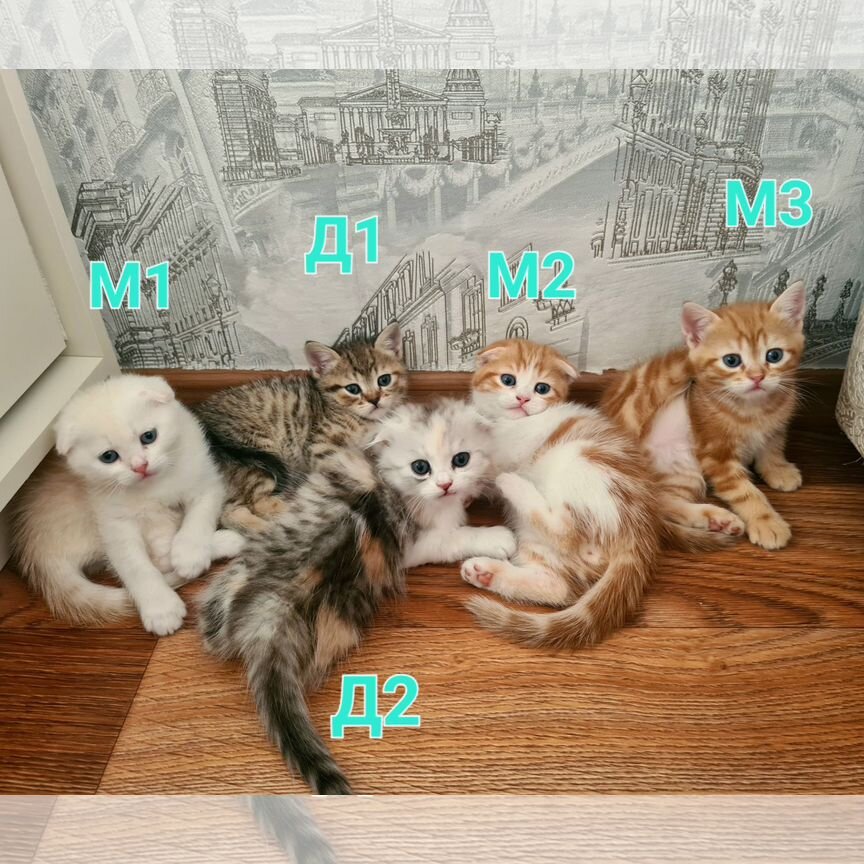 Котята