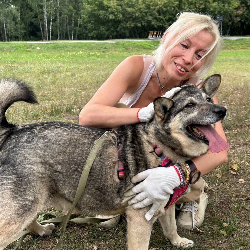Собака в добрые руки