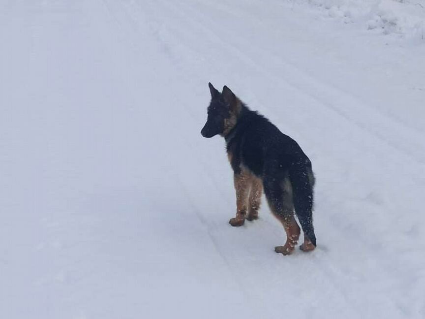 Немецкая овчарка