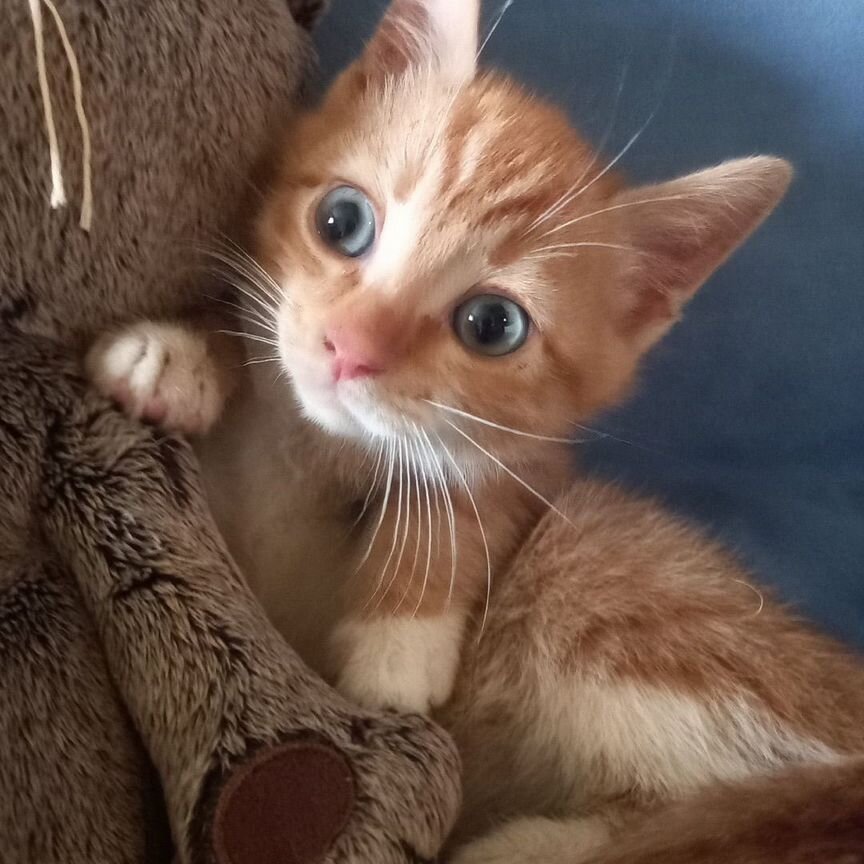 Рыжий котенок