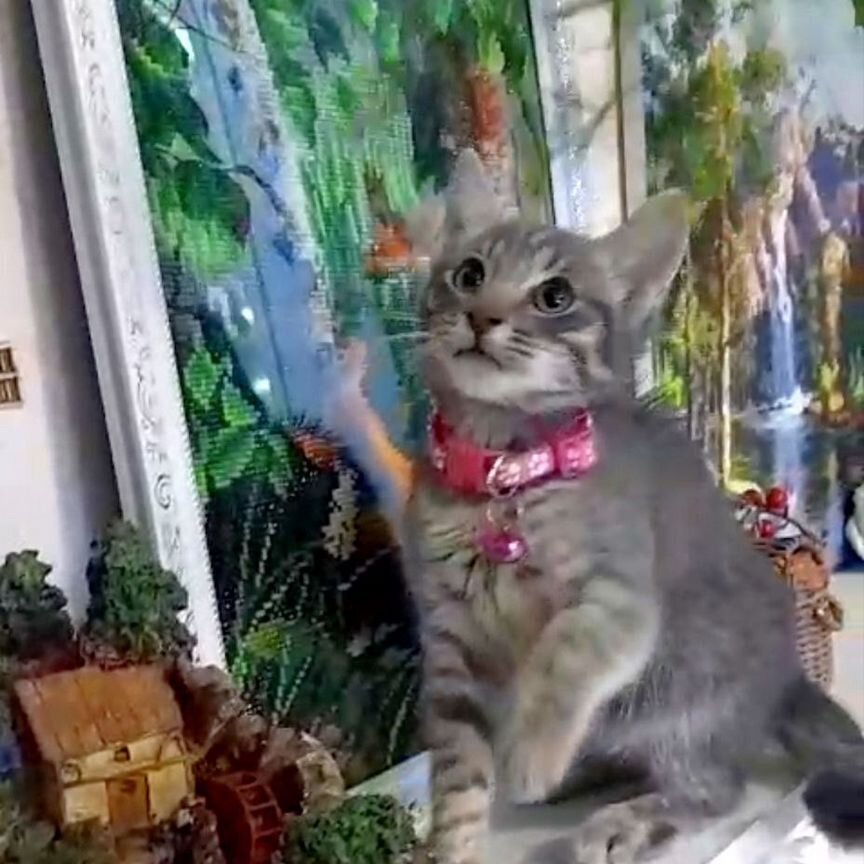 Котенок