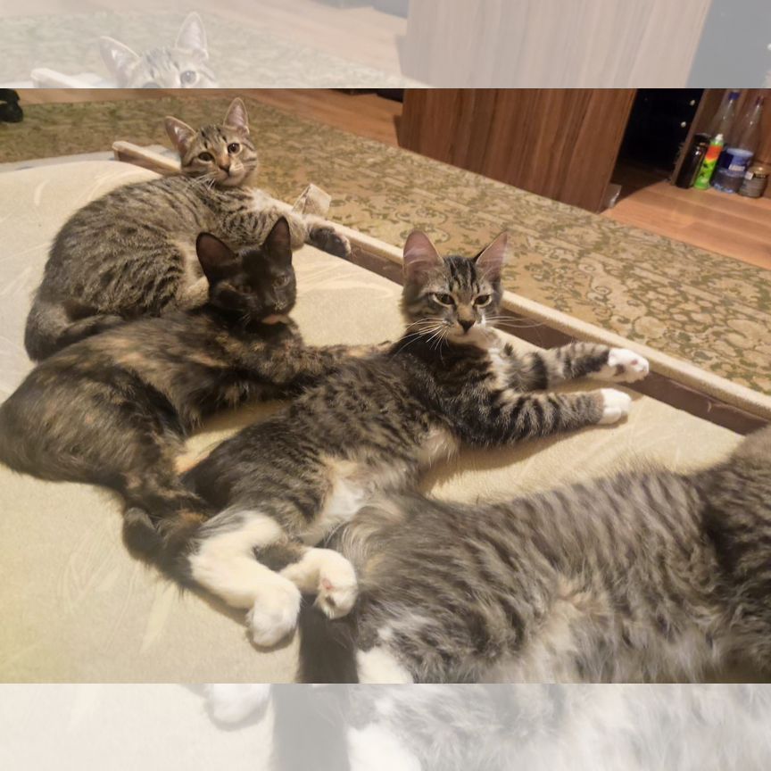 Котята в добрые руки