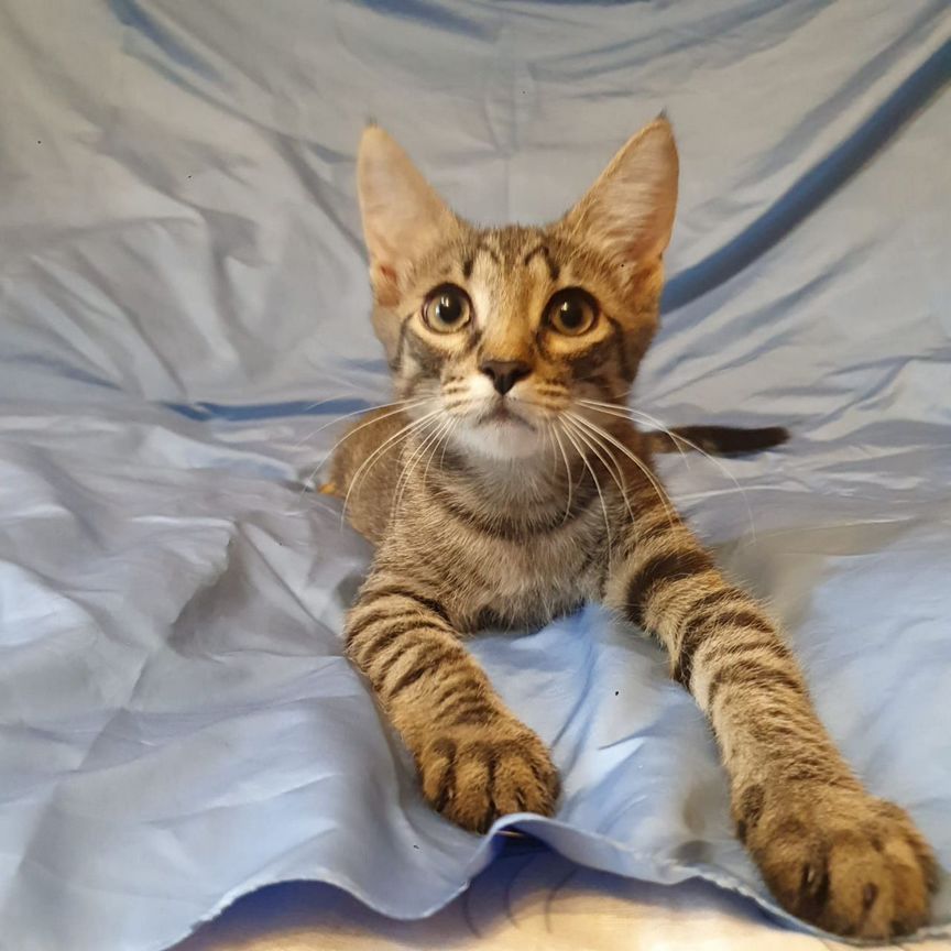 Котенок Шурик ищет добрые руки