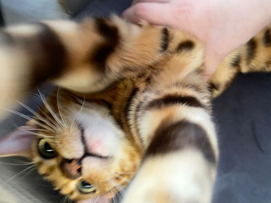 Бенгальская кошка