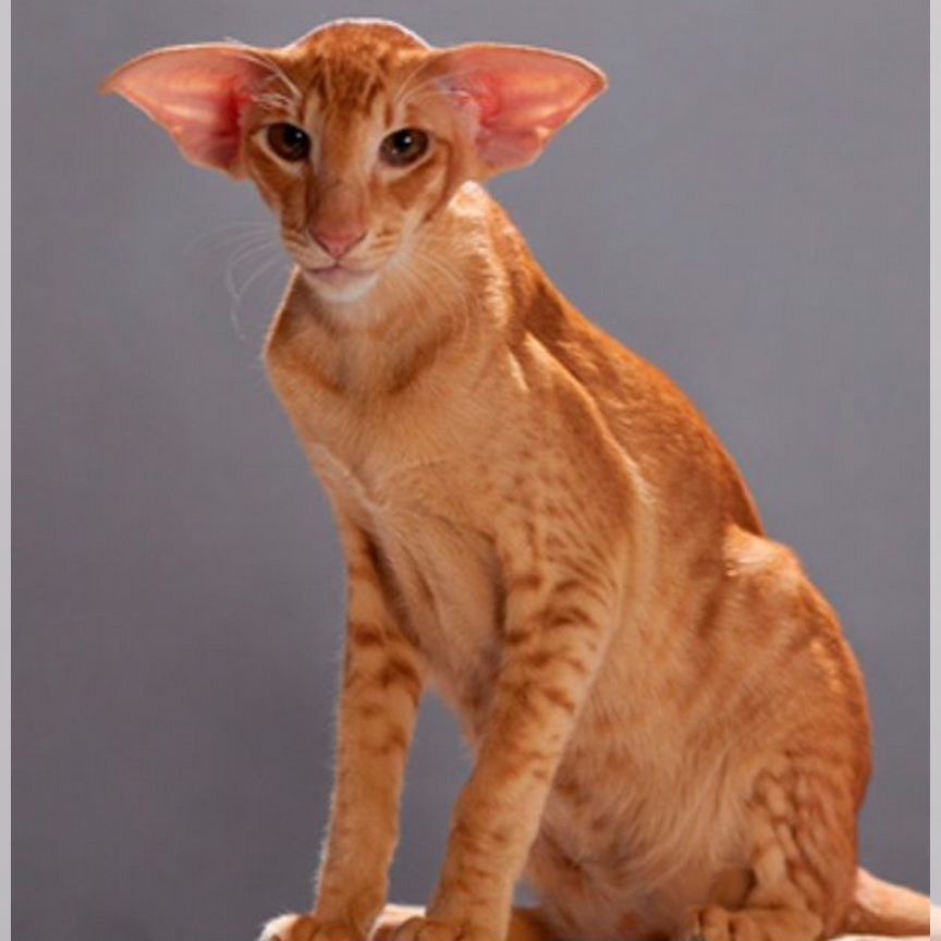 Котенок в хорошие руки