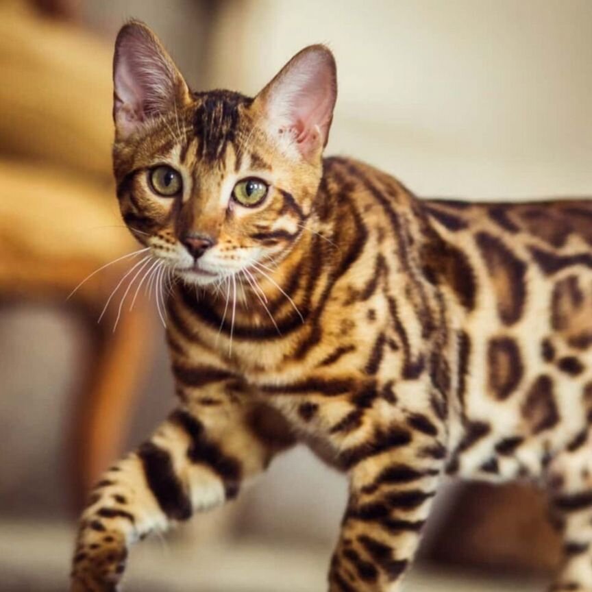 Бенгальская кошка