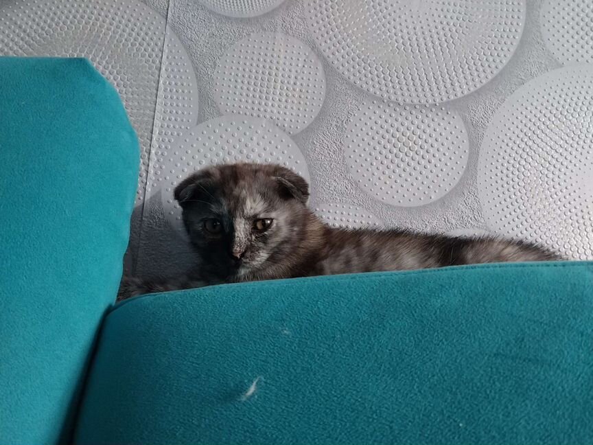 Шотландская кошечка