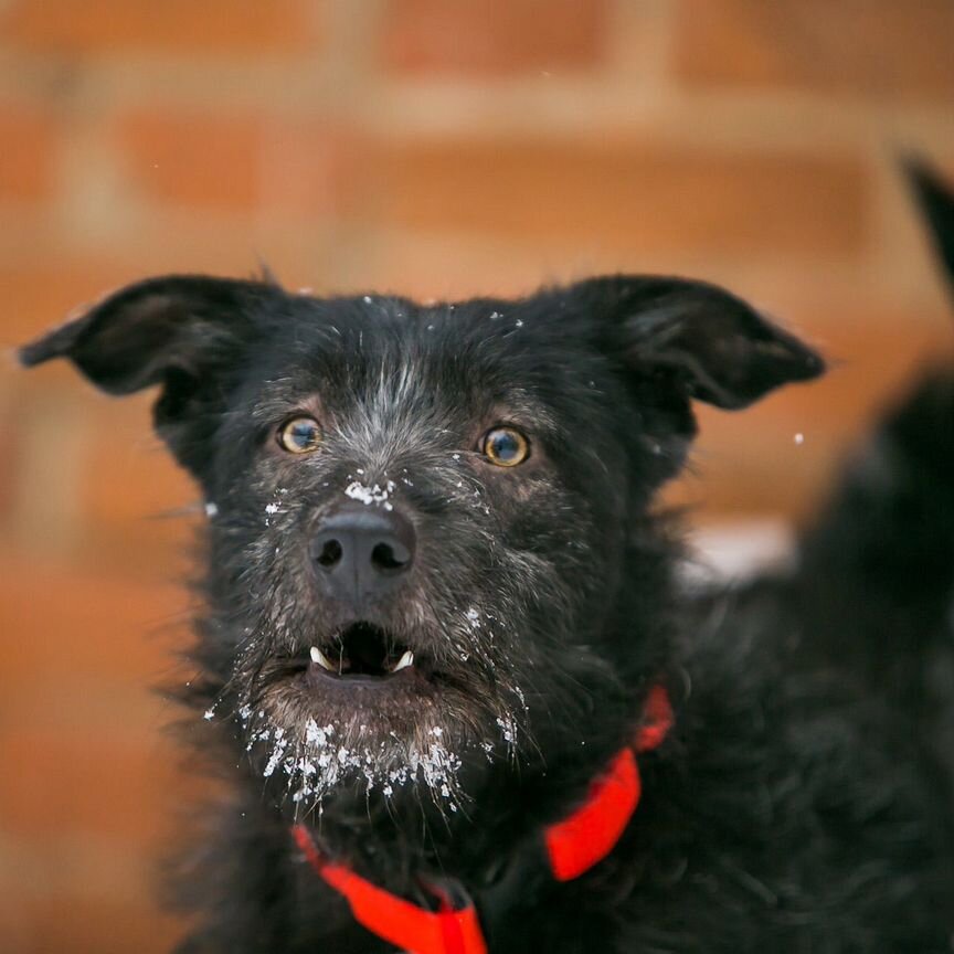 Взрослый пёс в добрые руки
