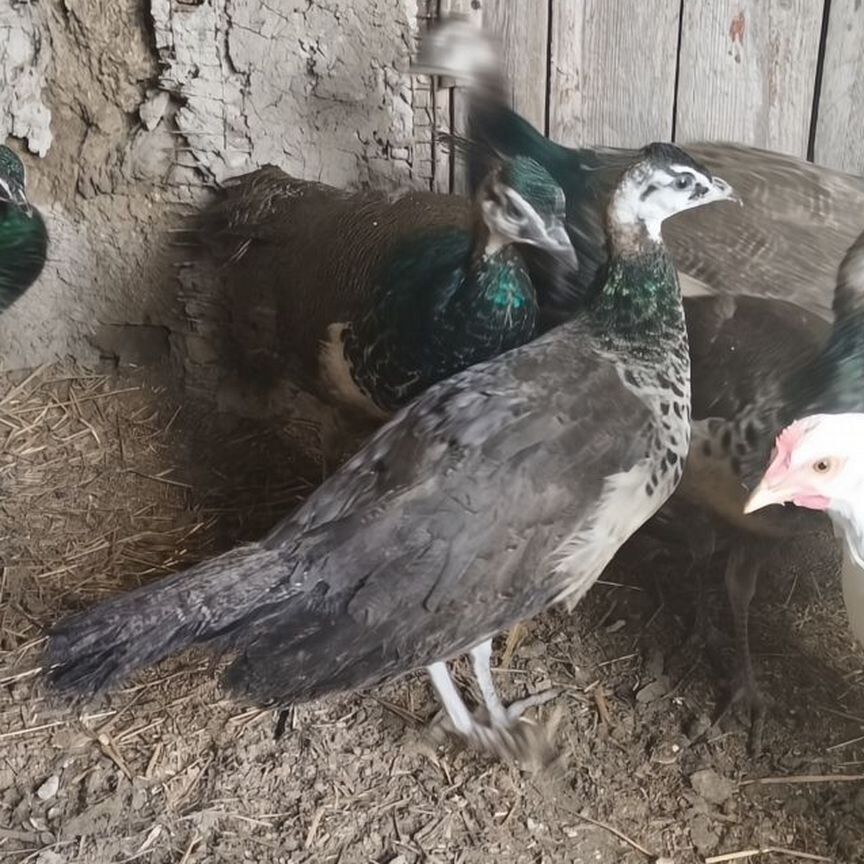 Продам павлинят