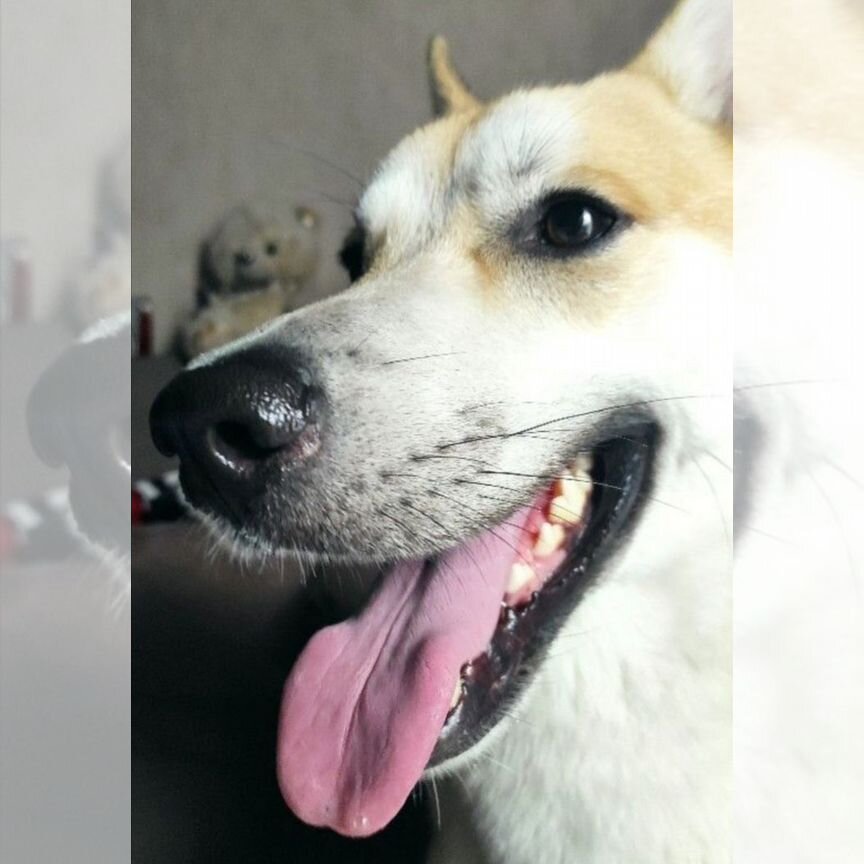 Отдам бесплатно собаку в добрые руки