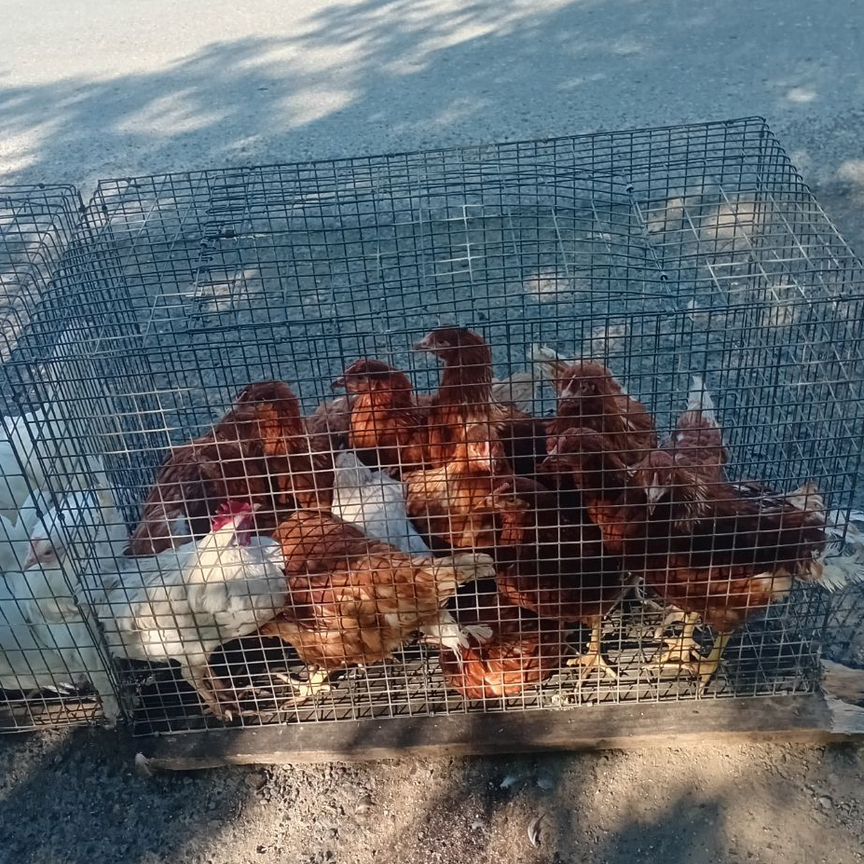 Куры молодки Браун ник