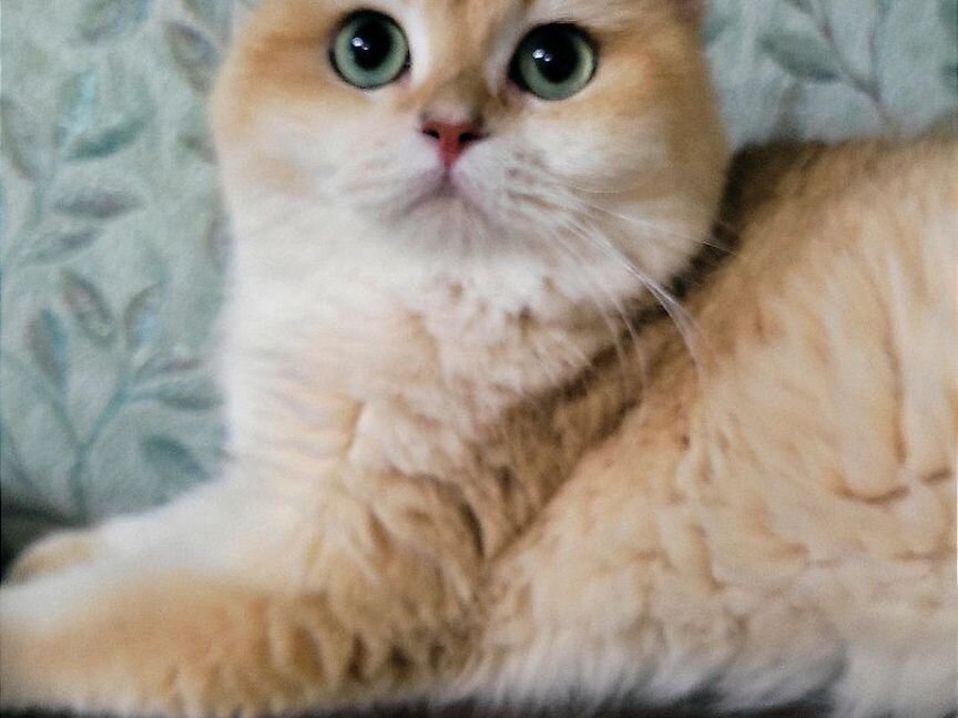 Кот золотая шиншилла продажа