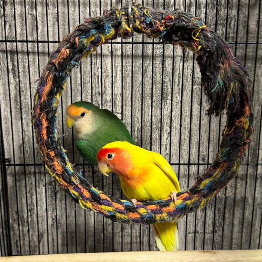 Попугаи   клетка для попугая