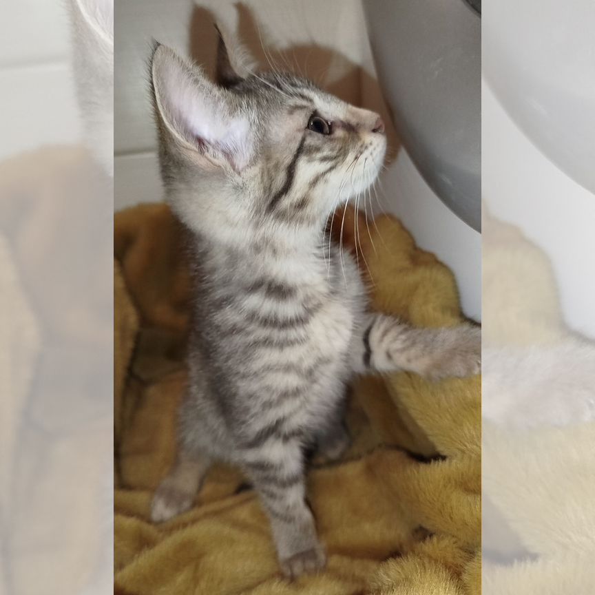 Котёнок в добрые руки