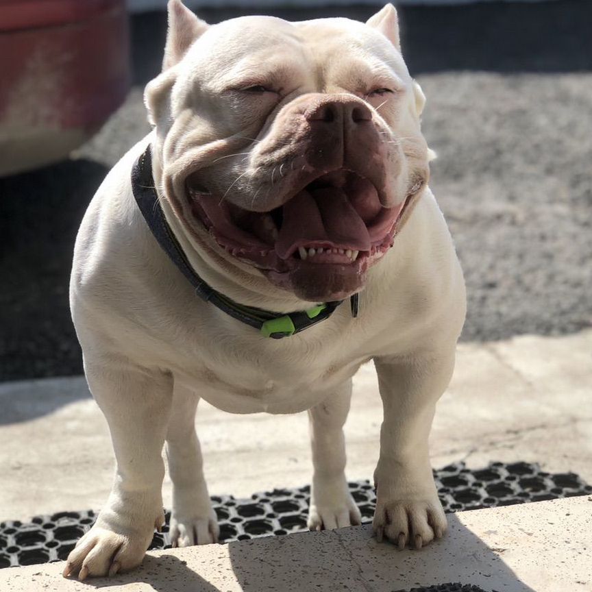 Американский булли, взрослый пёс